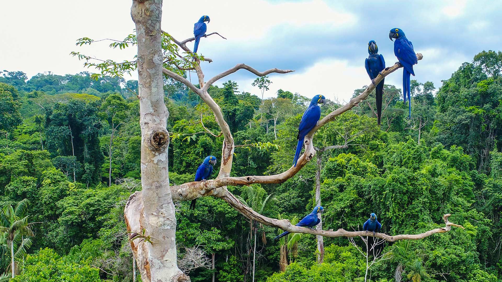 Why Is The Amazon Important?